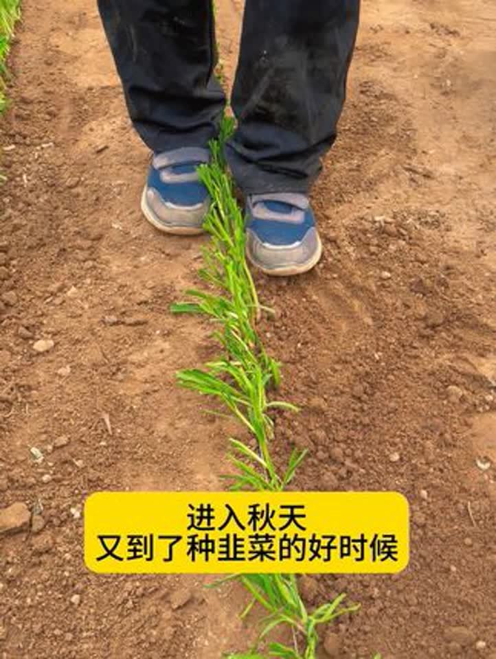 韭菜种植技巧,种一次可以吃很多年韭菜种植