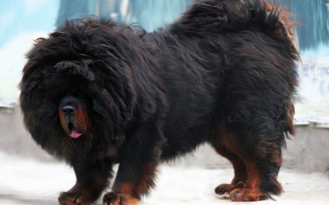 凶猛无比的藏獒真打得过老虎吗?看看差距就知道了!