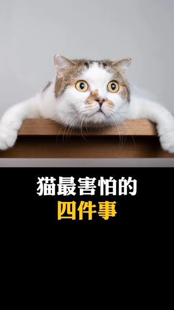 猫咪心惊胆战的四大恐惧