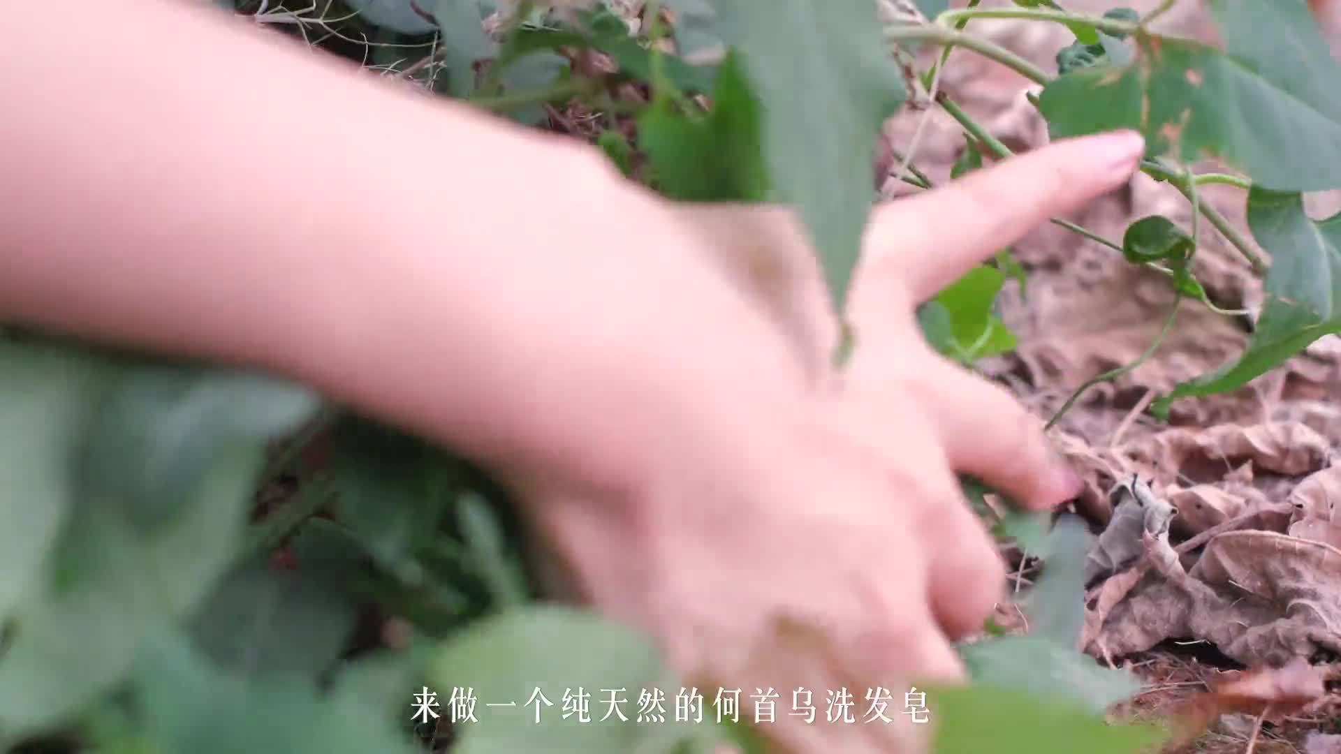 把种了好几年的何首乌挖出来,自己做一个纯天然的何首乌洗发