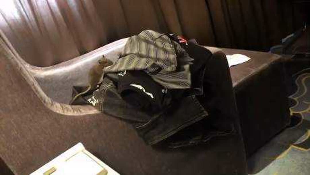 浙江一酒店房间内老鼠乱窜,酒店:已道歉,但客人不接受