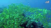 海底世界(流畅)_320x240_2.00M_mpeg4