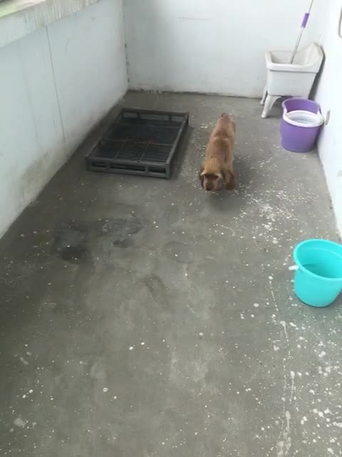 ...建议大家不要盲目购买狗厕所,我个人觉得训练它去厕所地漏附近拉尿...