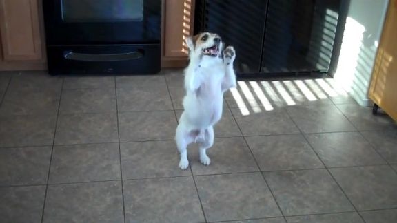 小狗会转圈会跳舞,表演完了就管主人要吃的