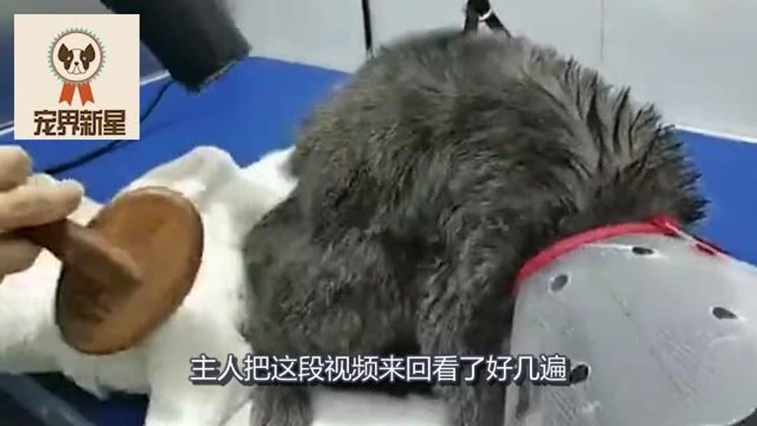 铲屎官让主子自己在宠物店洗澡,之后收到传来的视频就忍不住了!