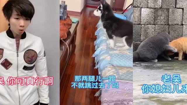 搞笑动物:情人节这天,宠物们竟然也流行送花示爱了