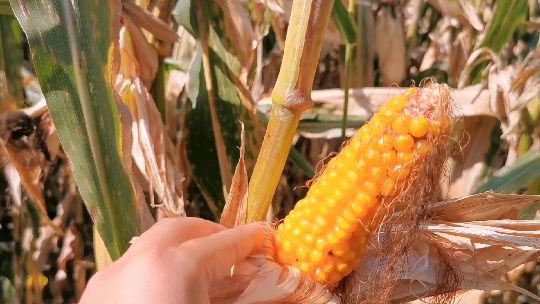 农民购买最新审定玉米品种要谨慎,地是自己的,一定不要盲目。