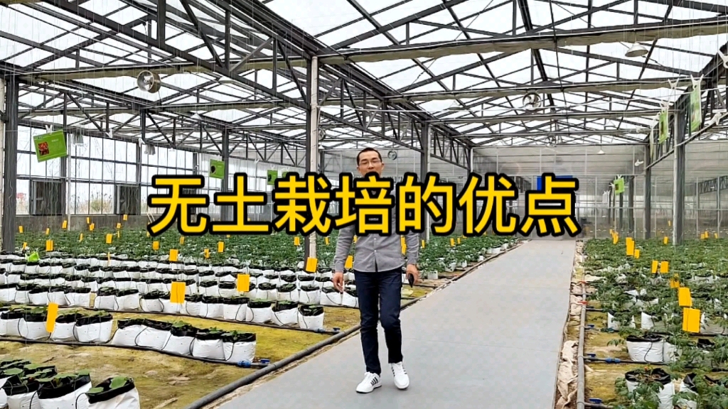 鱼菜高分享基质无土栽培的六大优点