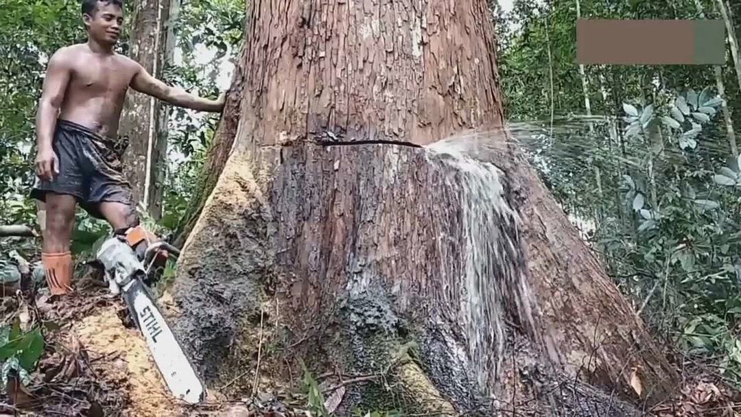 用油锯砍伐树木,结果喷出来这么多水,真是太神奇了!