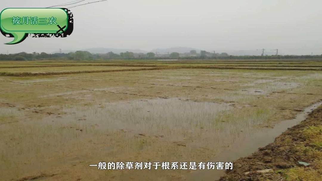 水稻田除草剂对禾苗根系有伤害吗?会有损伤,农户需注意2个事项