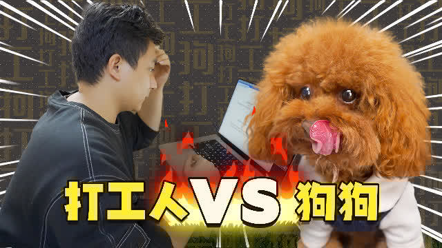现实版人不如狗:打工人VS狗狗的生活,看完我真想当一只狗