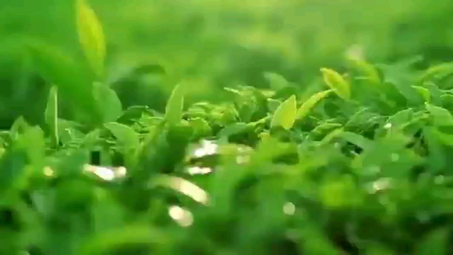中外人文交流小使者,展示茶文化