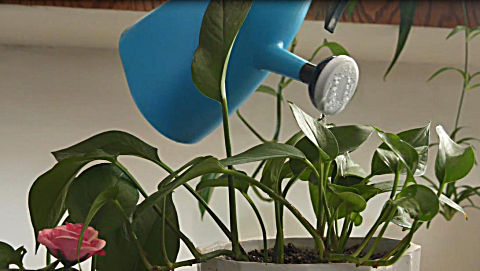 家庭种花种蔬菜,浇水用上1片阿司匹林,居然有这么大作用