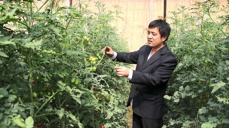 四项种植管理技术提高西红柿产量