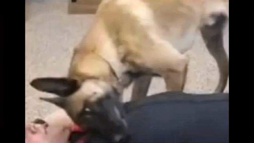 万物皆有灵性,动物模仿人的行为意识情感惟妙惟肖真不可思议…