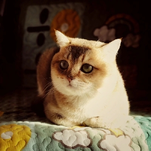 阁楼上的猫啊 