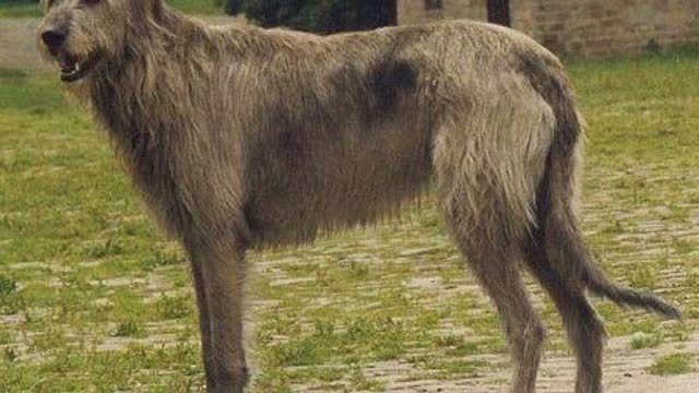 世界上最大的犬种 这狗可以咬死狼