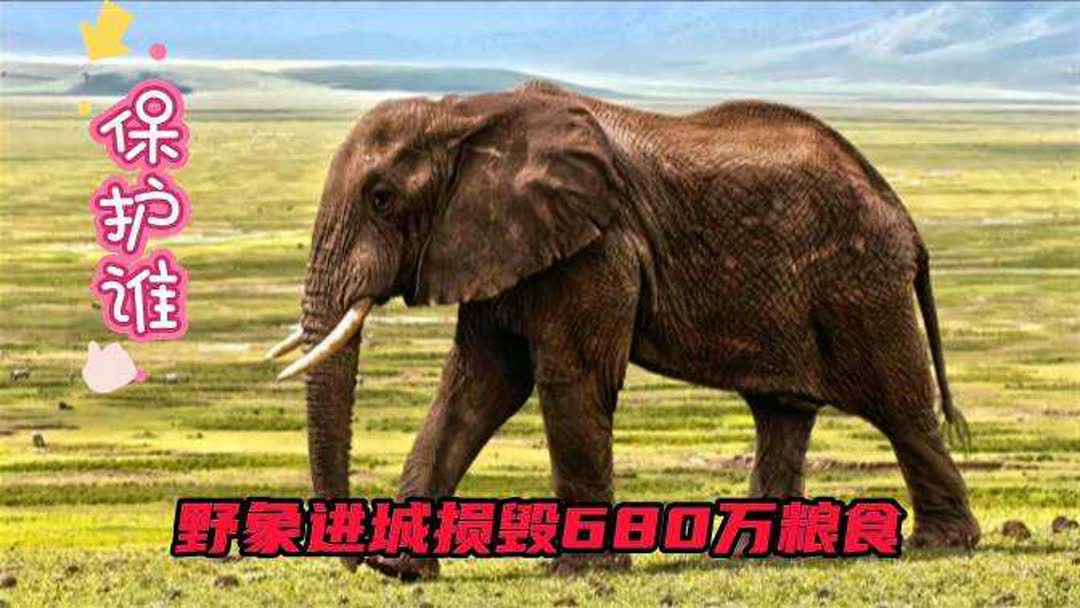 云南野象进城,损毁680万粮食,保护野生动物,还是保护人民财产?