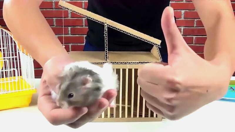 生活小技巧:手工制作简易捕鼠器,原来抓老鼠这么容易(上)