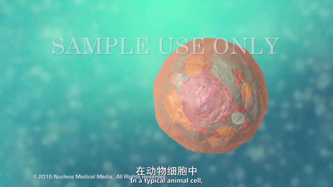 《生物自习室》第2期:细胞壁与细胞膜