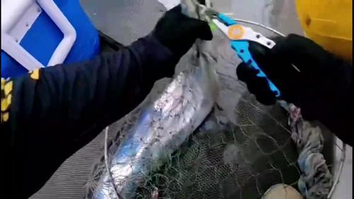 ...一下荧光棒高亮铁板:恭喜喜提巨刀一尾、让我们嗨起来好吗 原来钓鱼...