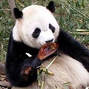 吃狗粮的熊猫喵 