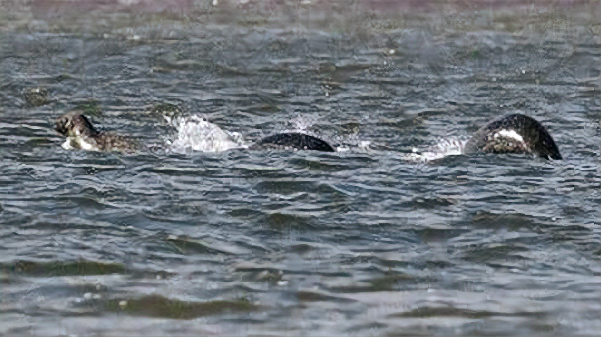 央视拍到喀纳斯湖不明生物,长15米重32吨,水怪真的存在吗?