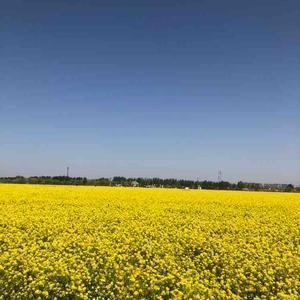 我是太阳女神了吗 