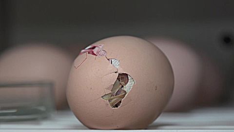 (文理实验科学实践课程:孵小鸡)小鸡出壳啦【完整版】
