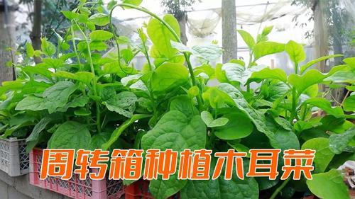 一个不起眼的周转箱,用来种植木耳菜真不错用啊!