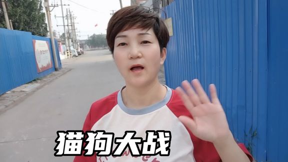 抓拍猫狗相互撕咬,你说是猫胜出,还是狗胜出?