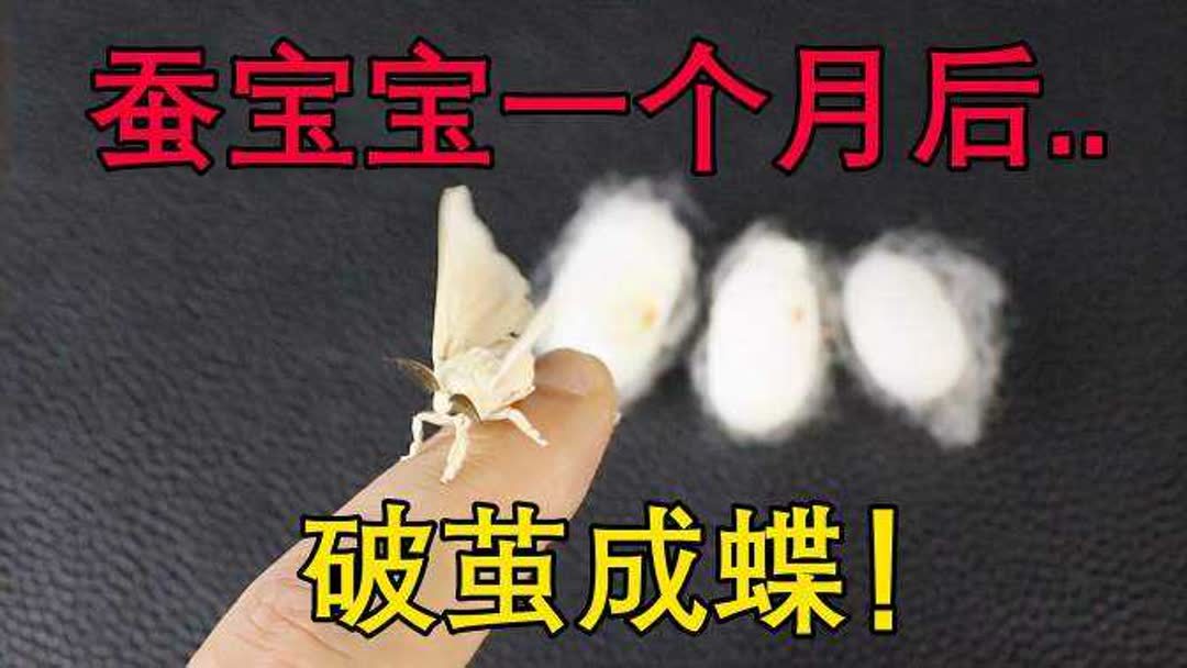 蚕宝宝一个月后破茧成蝶,很好奇它们是怎么产卵的?