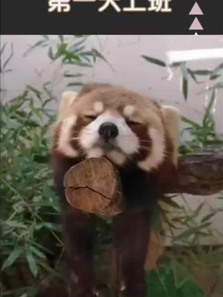 春节假期结束后第一天上班的你#上班