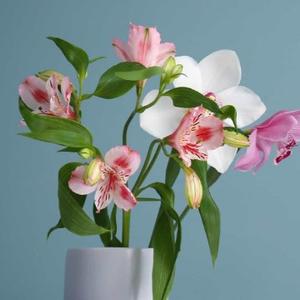 汉服瑞彤迷你和可乐 