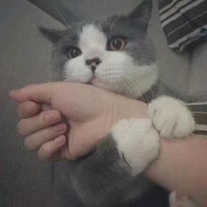凉白k 