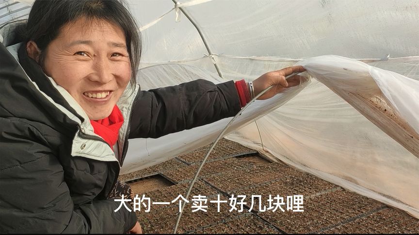 天气转暖,老王又要盘算明年的种植计划,看看明年种点啥?