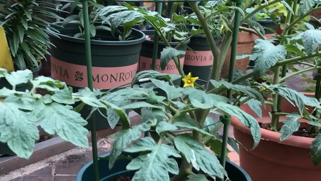 露台种植的番茄生长情况