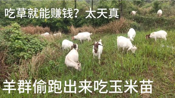 羊放山里吃草就能赚钱?小伙太天真了,羊群偷跑出来吃别人玉米苗