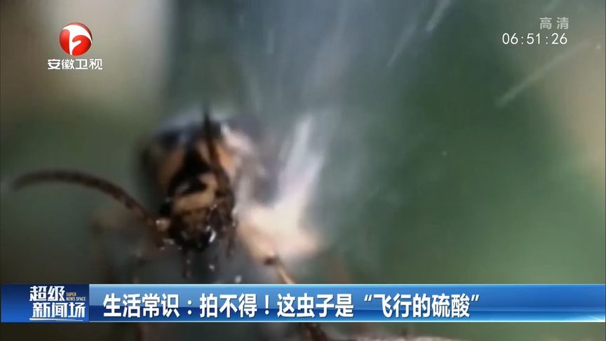 这是“飞行的硫酸”,拍不得!女子手指弹走飞虫,身体却被灼伤