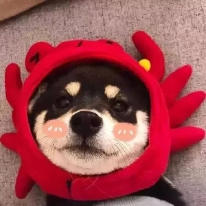 小笨笨木熙 