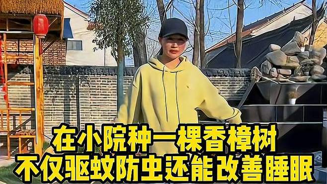 在自建的小院里种一棵香樟树,不仅可以驱蚊防虫还能改善睡眠