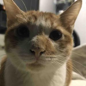虎皮青猫 