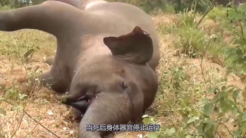 我们了解大象吗,大象死后不能靠近,这是为什么?