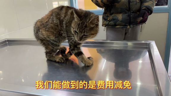 每年救助的流浪动物,五花八门,但是
