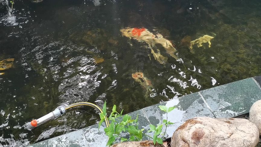 小院园林景观,美化小假让很快完工