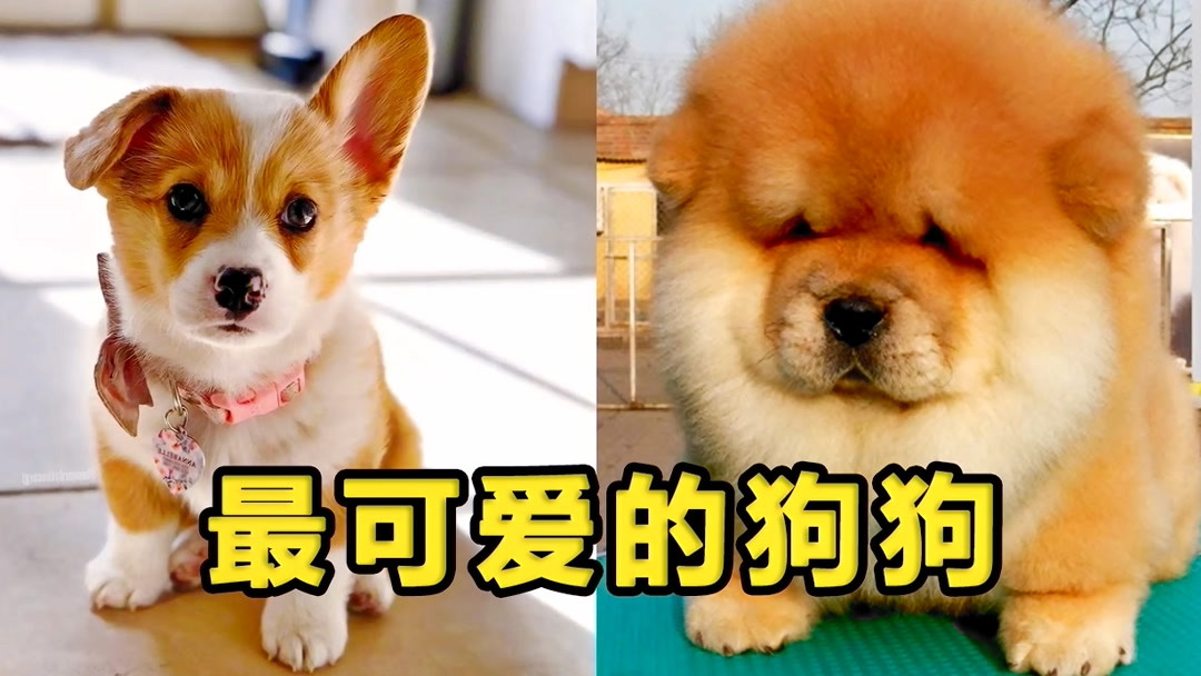 盘点世界上最可爱的狗狗,比手掌还小的狗狗,最后一个必须拥有!