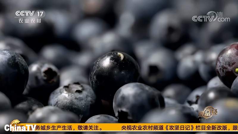 种植户用心实施财富计划,一颗蓝莓树成本600块,防治虫害很重要