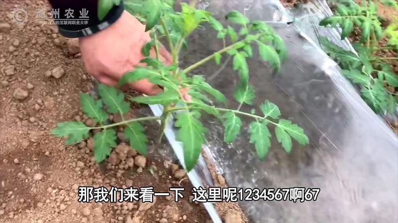 大棚番茄高产种植缓苗后管理有机蔬菜种植技术西红柿病害防治技术