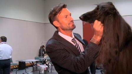 世界上最珍贵的狗狗,配种一次10万块,主人发家致富全靠它!