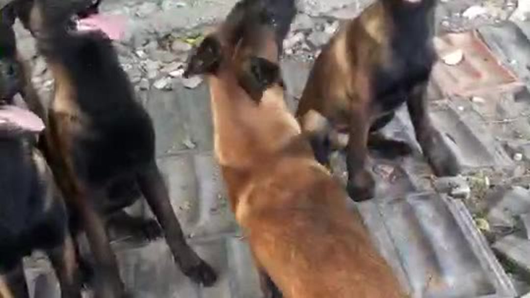 马犬打架视频 纯种马犬的价格
